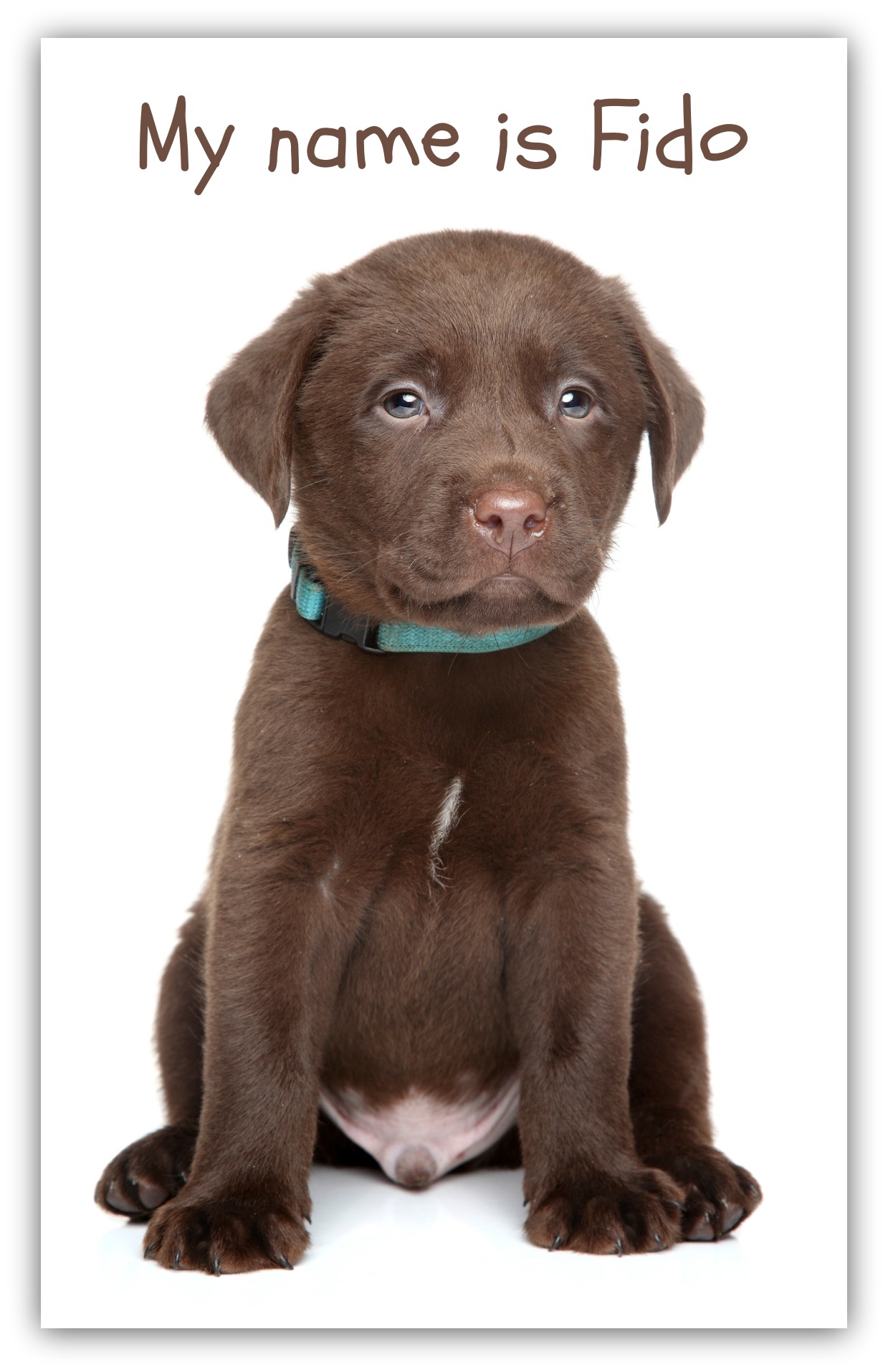 Why Is Fido A Generic Name For Dogs Why Is Fido A Generic Name For Dogs