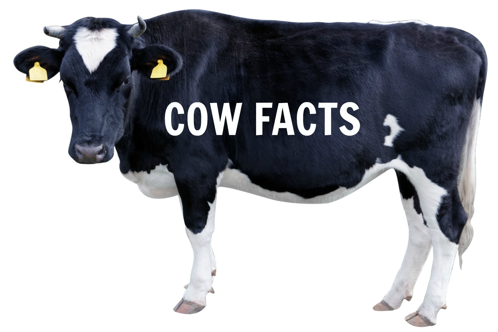 Divine Bovine 17 Interesting Cow Facts