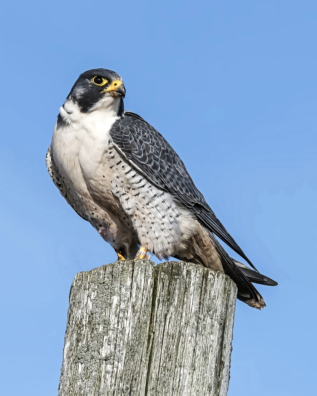 Endangered Species: Saved! - Portable Press